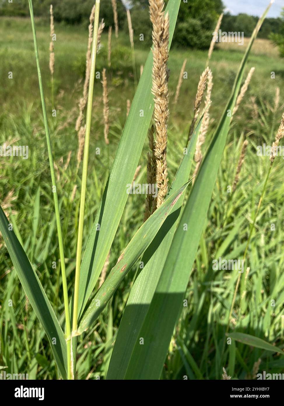 reed canary grass (Phalaris arundinacea Stock Photo - Alamy