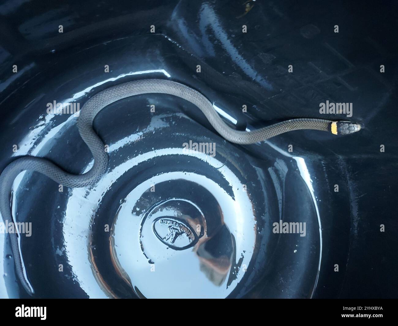 ring-necked snake (Diadophis punctatus Stock Photo - Alamy