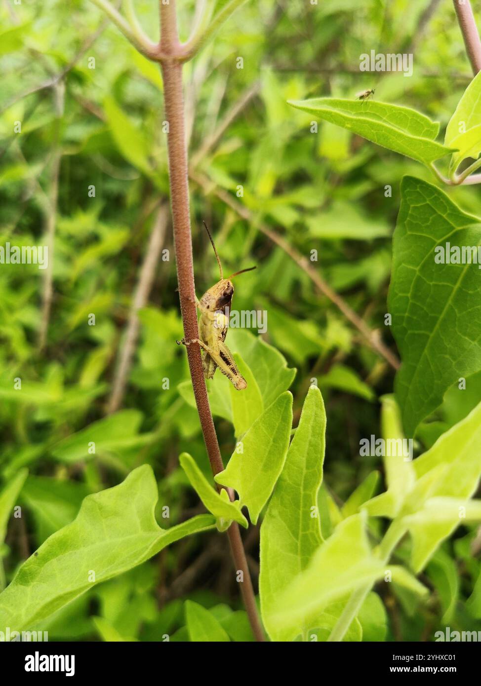 Yellow-belly Boopie (Boopedon flaviventris Stock Photo - Alamy