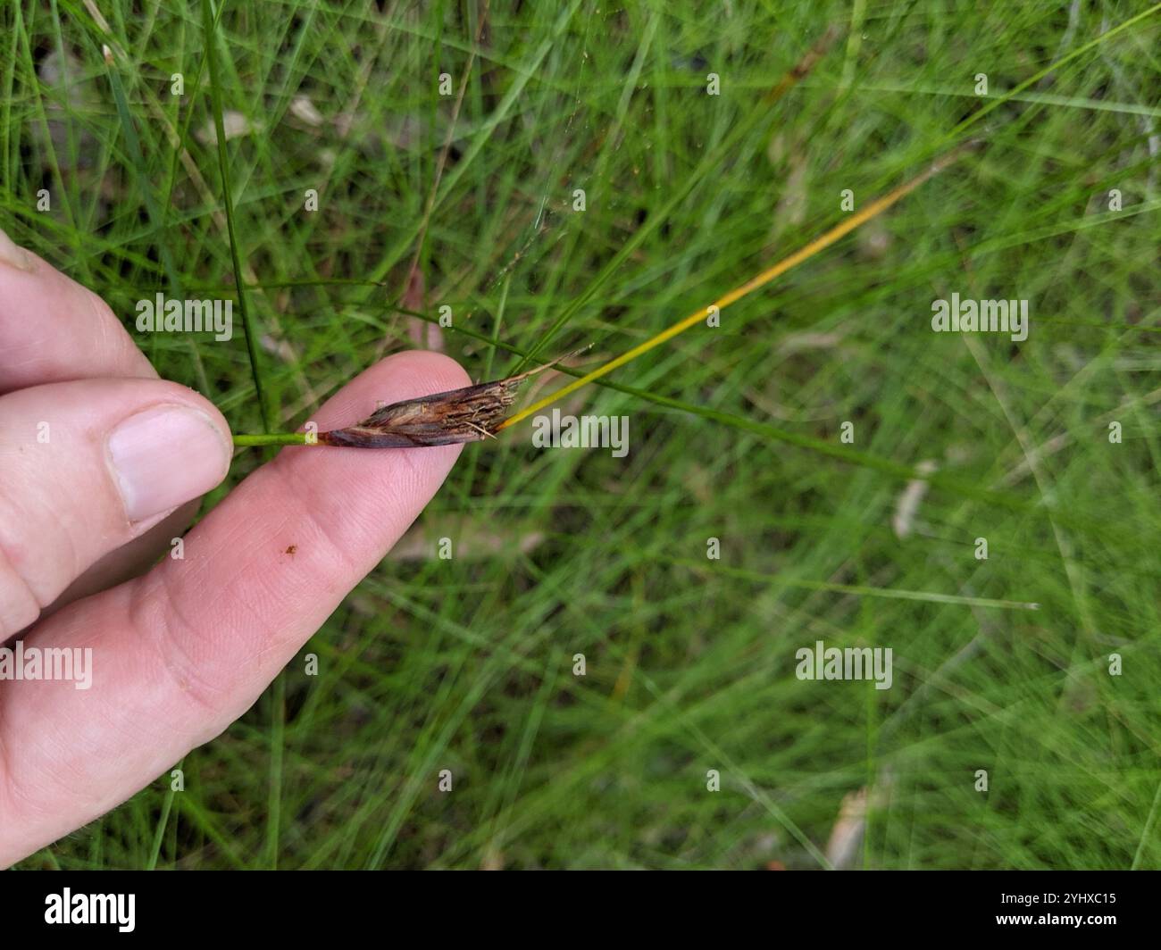 Feather Sedge (Ptilothrix deusta Stock Photo - Alamy