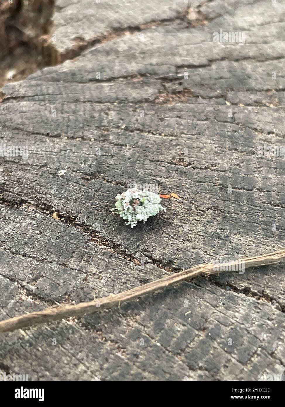 Lichen-carrying Green Lacewing (Leucochrysa pavida Stock Photo - Alamy