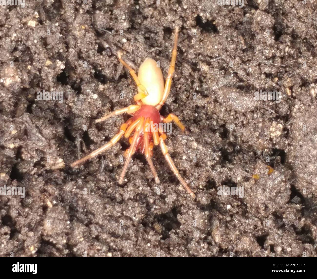 Woodlouse Spider (Dysdera crocata Stock Photo - Alamy