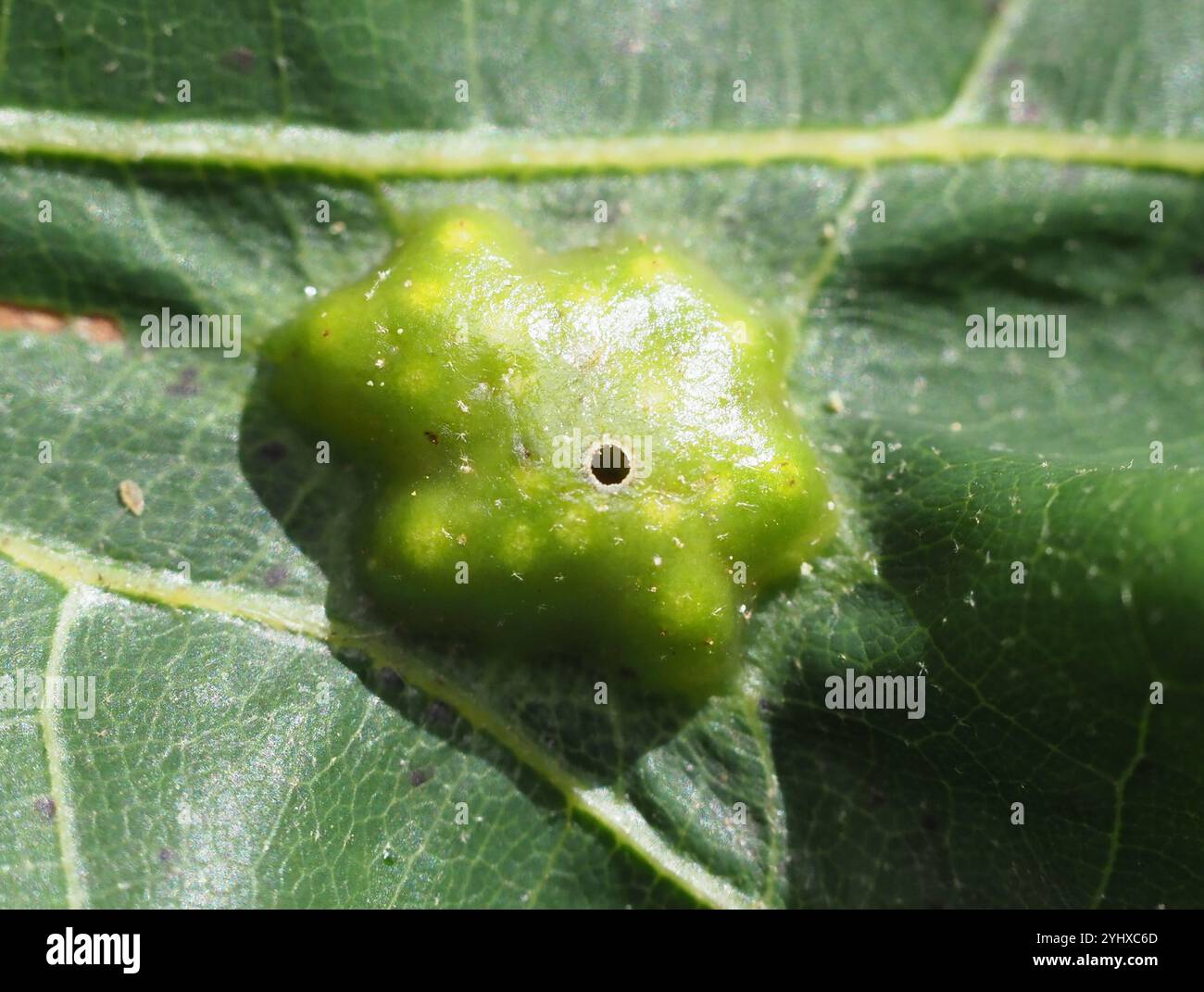 Honeycomb leaf gall wasp (Callirhytis favosa Stock Photo - Alamy