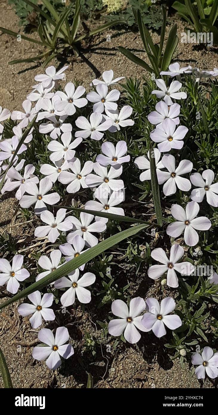 spreading phlox (Phlox diffusa Stock Photo - Alamy