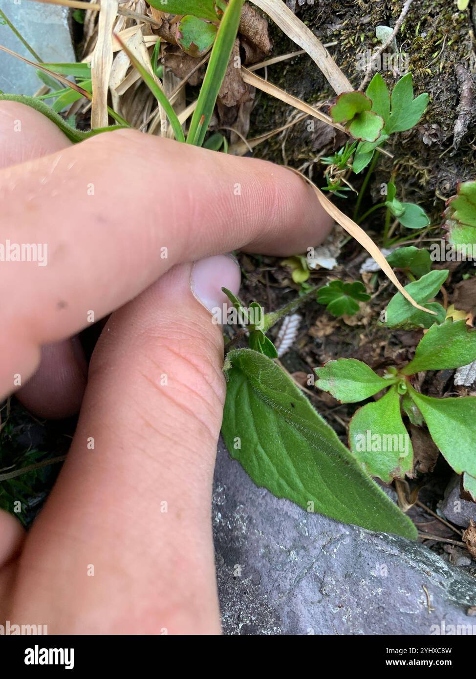 Small-flower Anemone (Anemone parviflora Stock Photo - Alamy