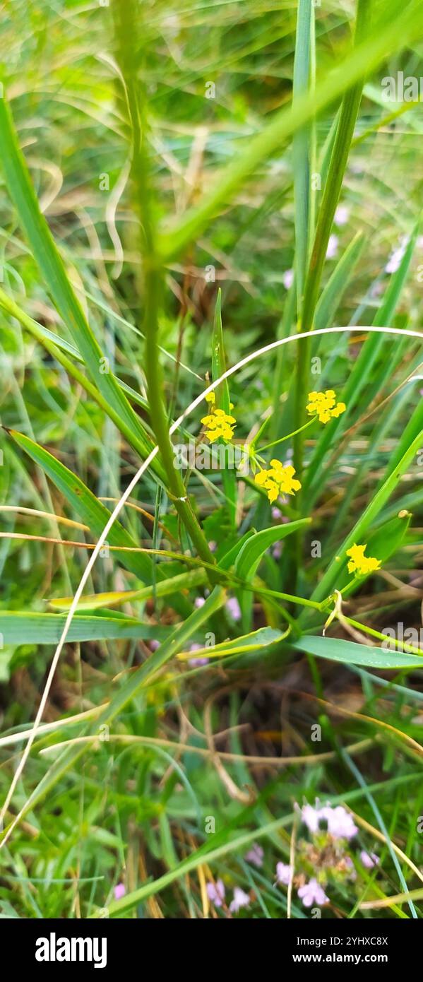 Sickle-leaved Hare's-ear (Bupleurum falcatum Stock Photo - Alamy