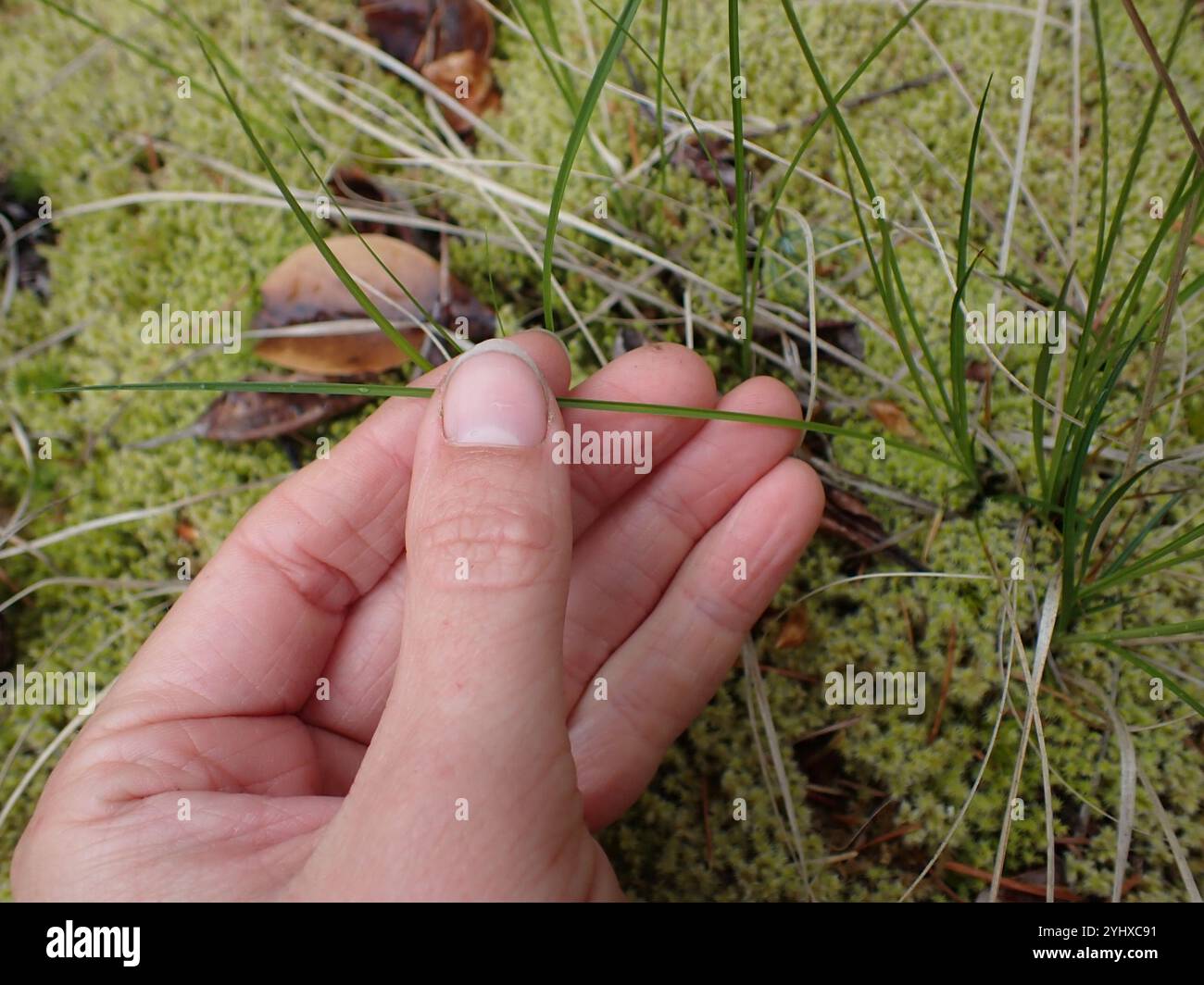 Long-stolon Sedge (Carex inops Stock Photo - Alamy