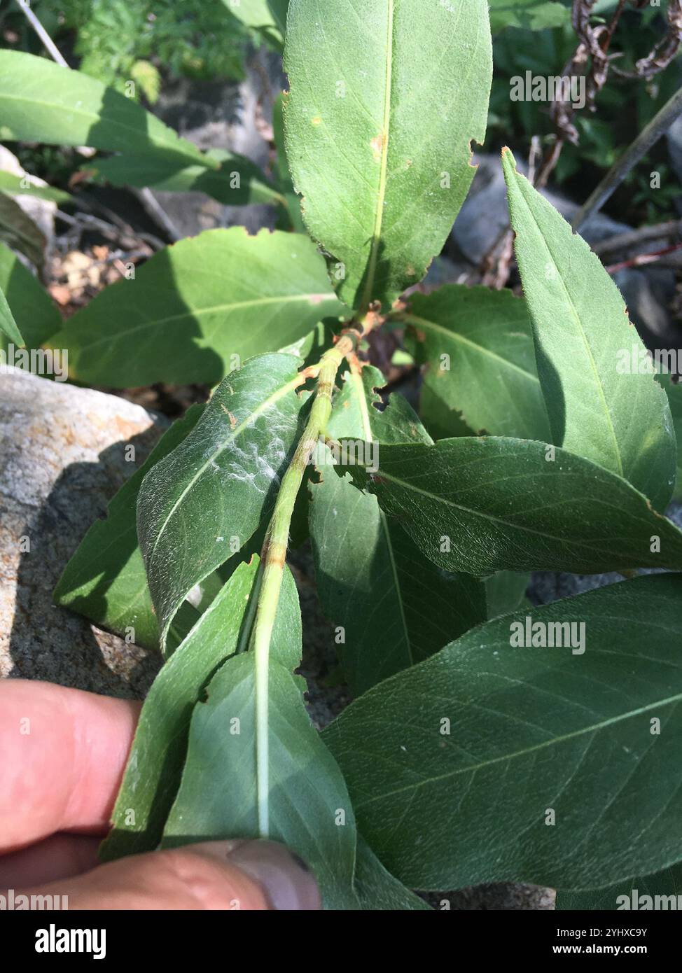 longroot smartweed (Persicaria amphibia emersa Stock Photo - Alamy