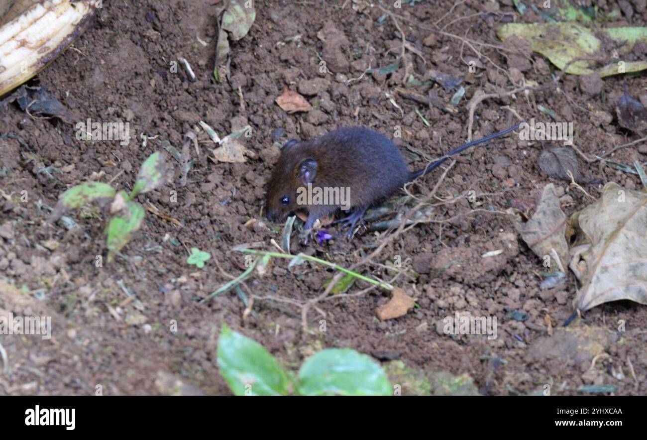 Short-tailed Singing Mouse (Scotinomys teguina Stock Photo - Alamy