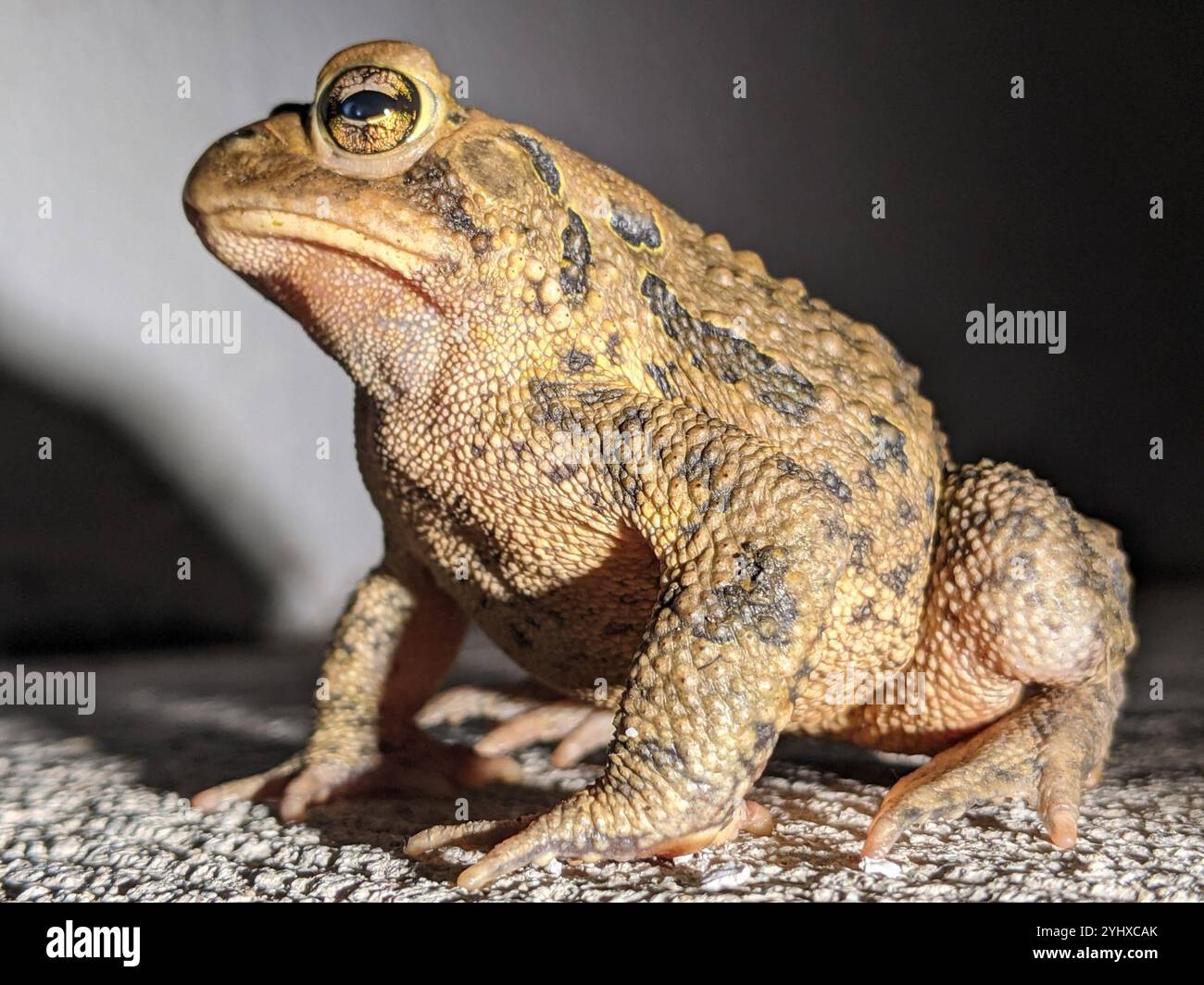 American Toad (Anaxyrus americanus Stock Photo - Alamy
