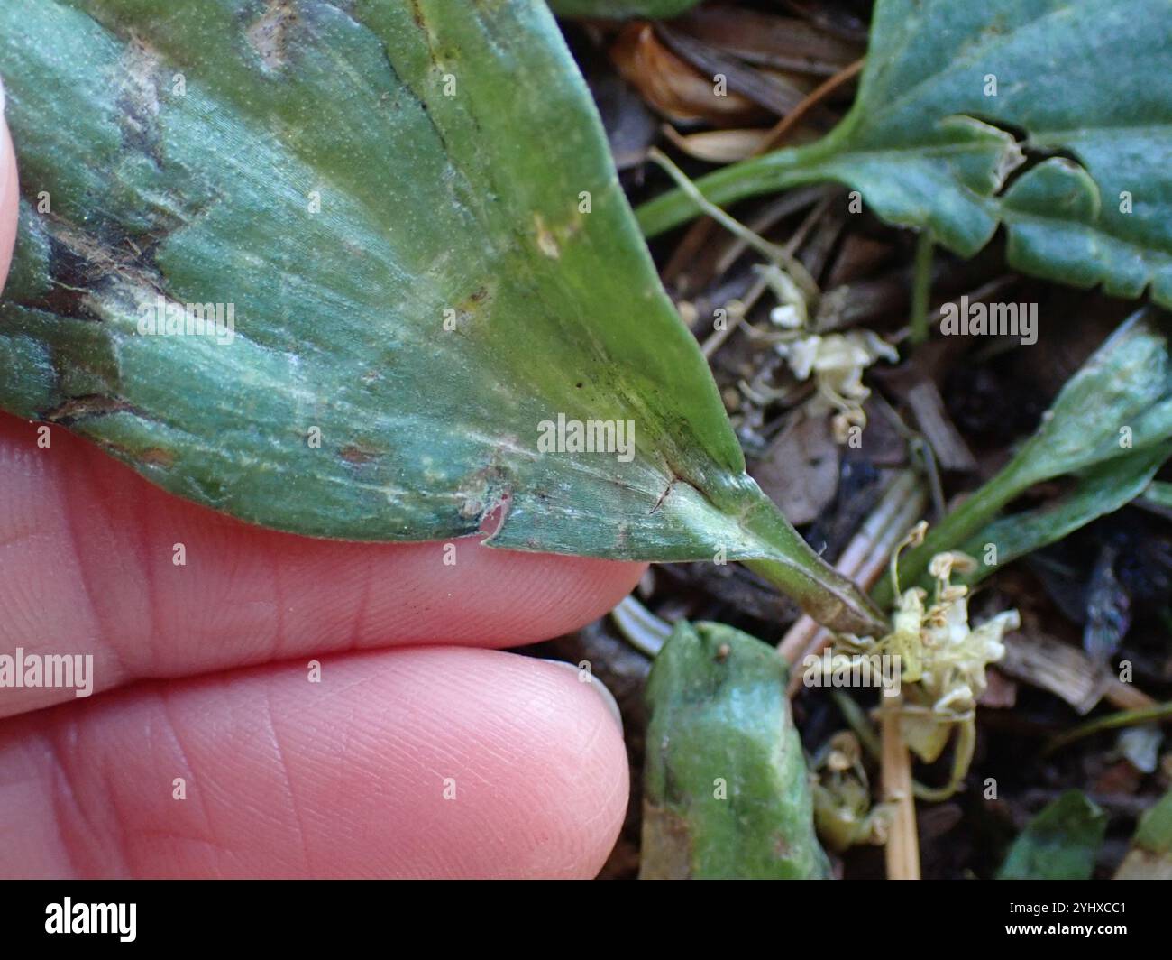 vascular plants (Tracheophyta Stock Photo - Alamy