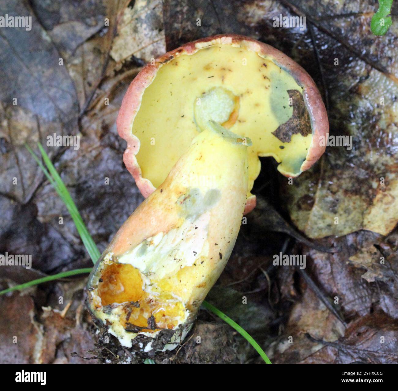 Boletus sensibilis hi-res stock photography and images - Alamy