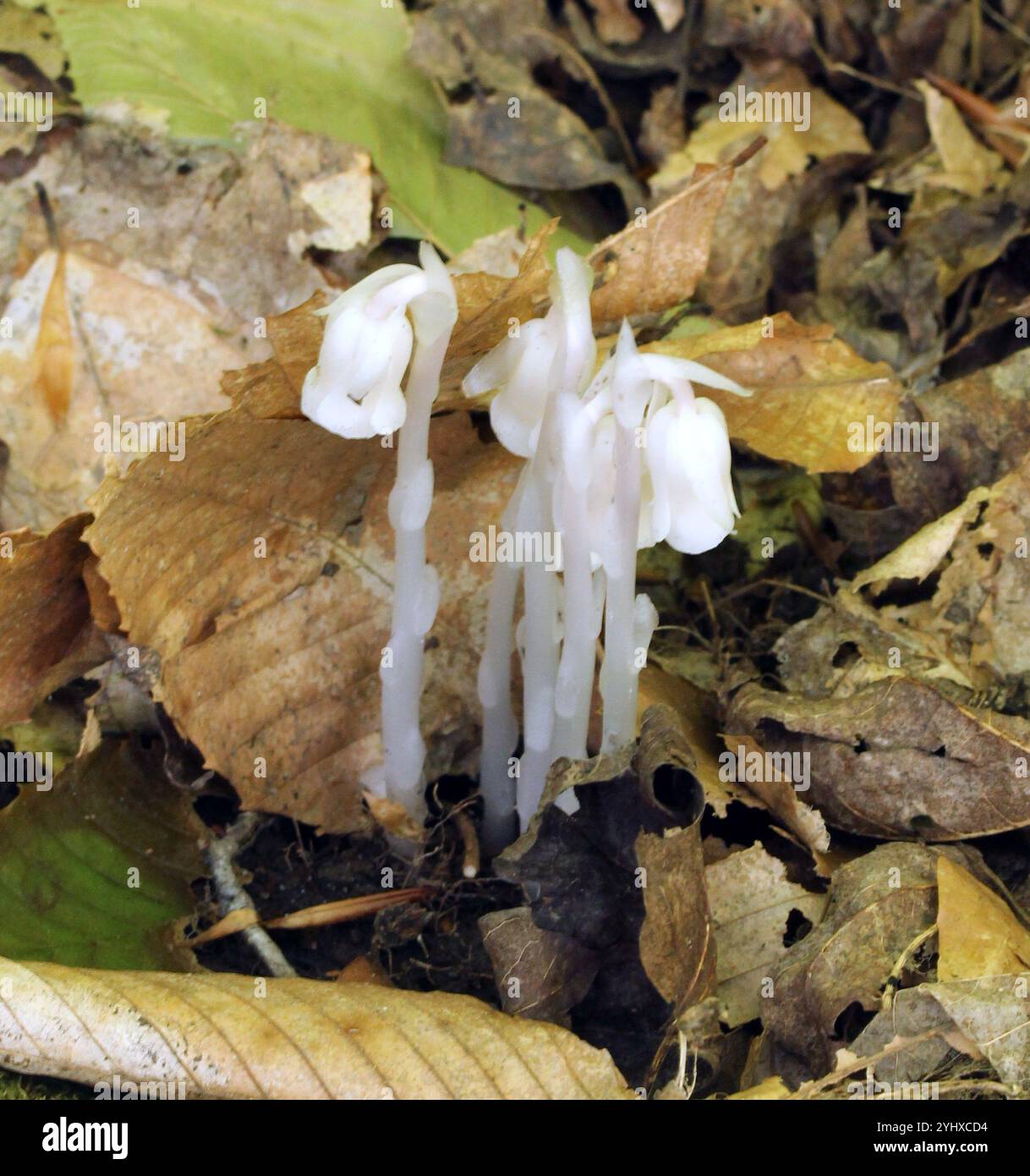 Ghost Pipe (Monotropa uniflora Stock Photo - Alamy
