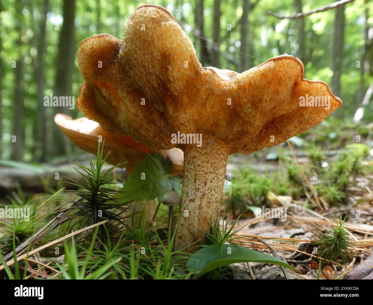 Butterball (Suillus weaverae Stock Photo - Alamy