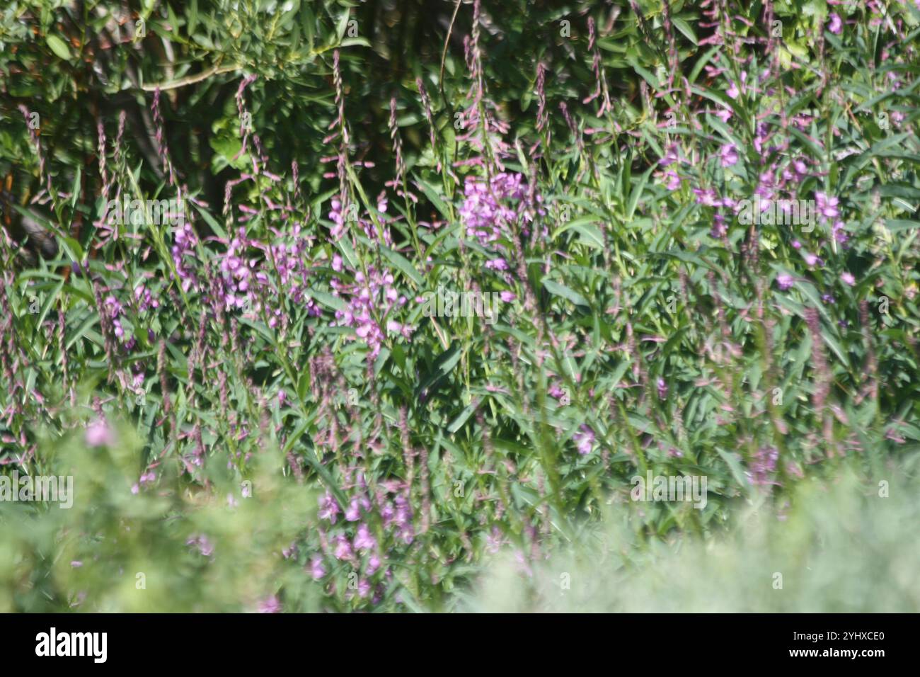 fireweed (Chamaenerion angustifolium Stock Photo - Alamy