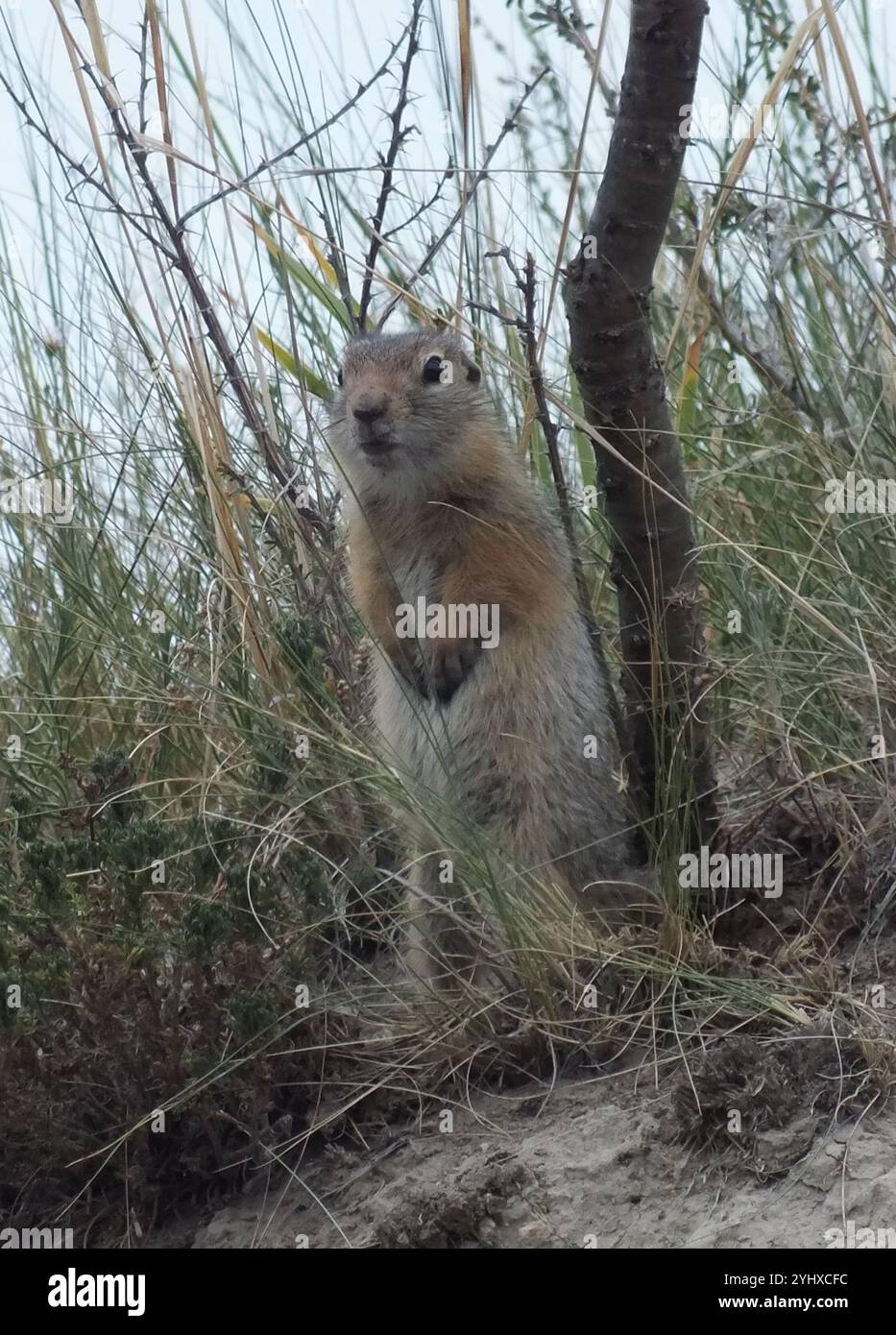 Long-tailed Ground Squirrel (Urocitellus undulatus Stock Photo - Alamy