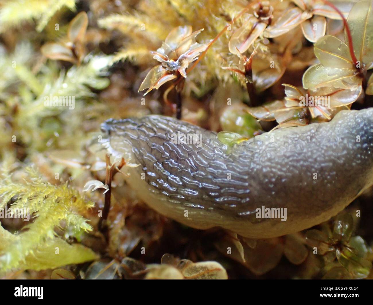 Common Land Snails and Slugs (Stylommatophora Stock Photo - Alamy