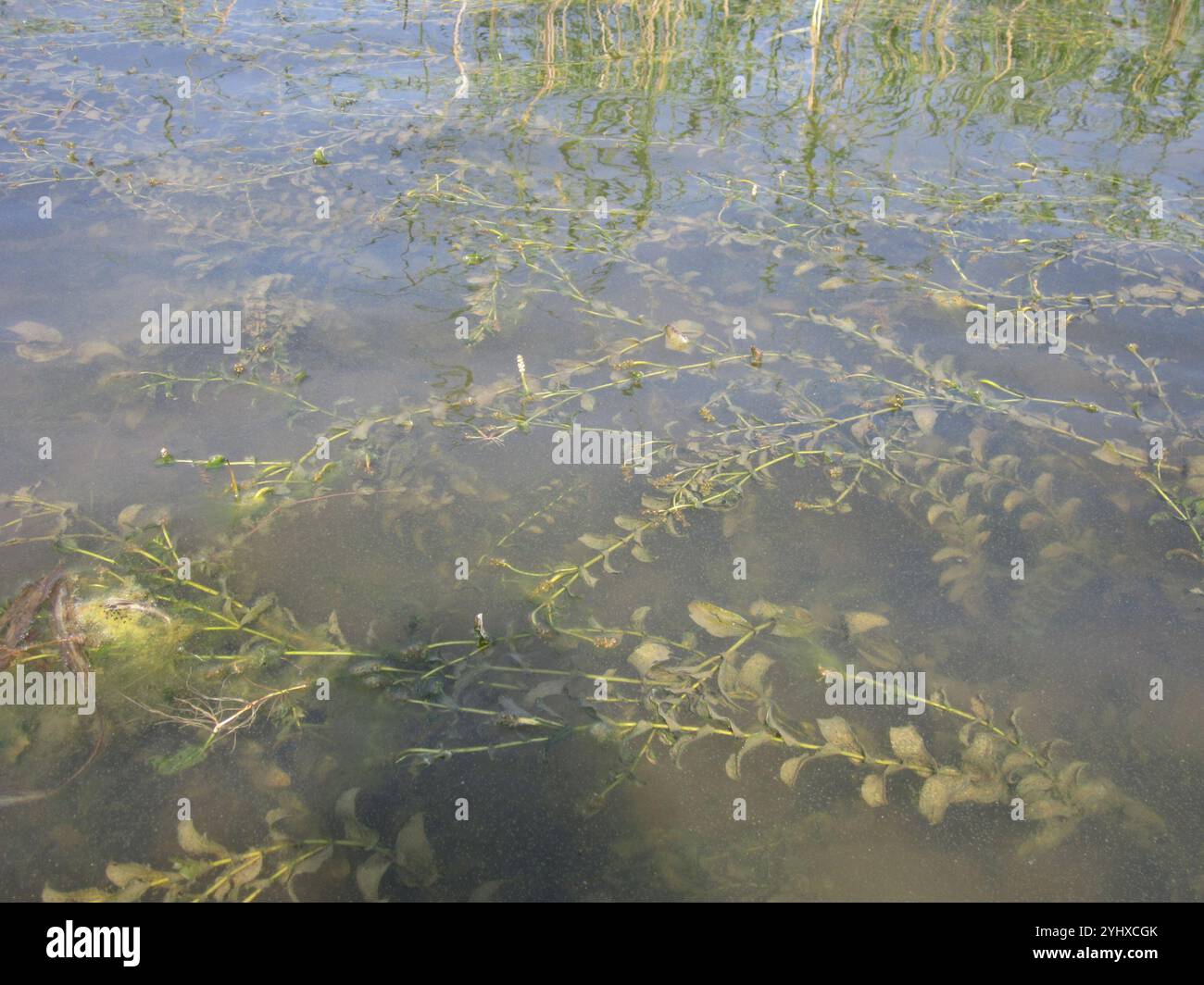 Perfoliate Pondweed (Potamogeton perfoliatus Stock Photo - Alamy