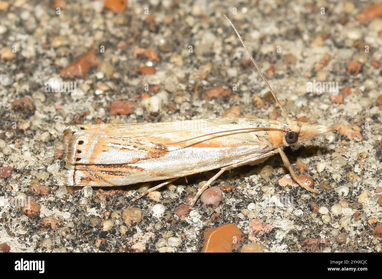 Double-banded Grass-veneer (Crambus agitatellus Stock Photo - Alamy