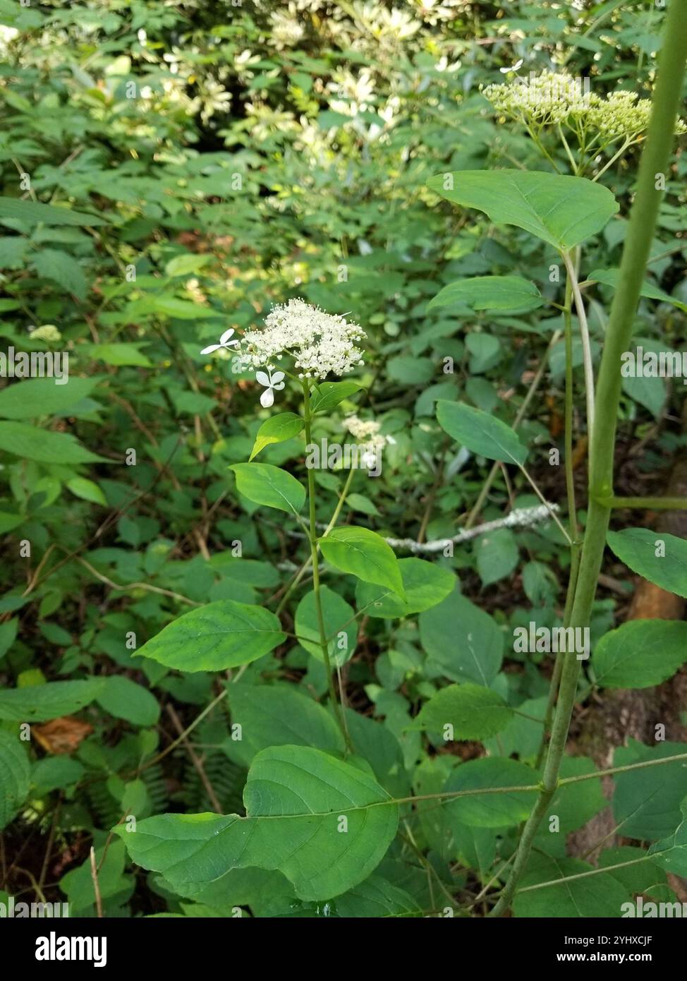 wild hydrangea (Hydrangea arborescens Stock Photo - Alamy