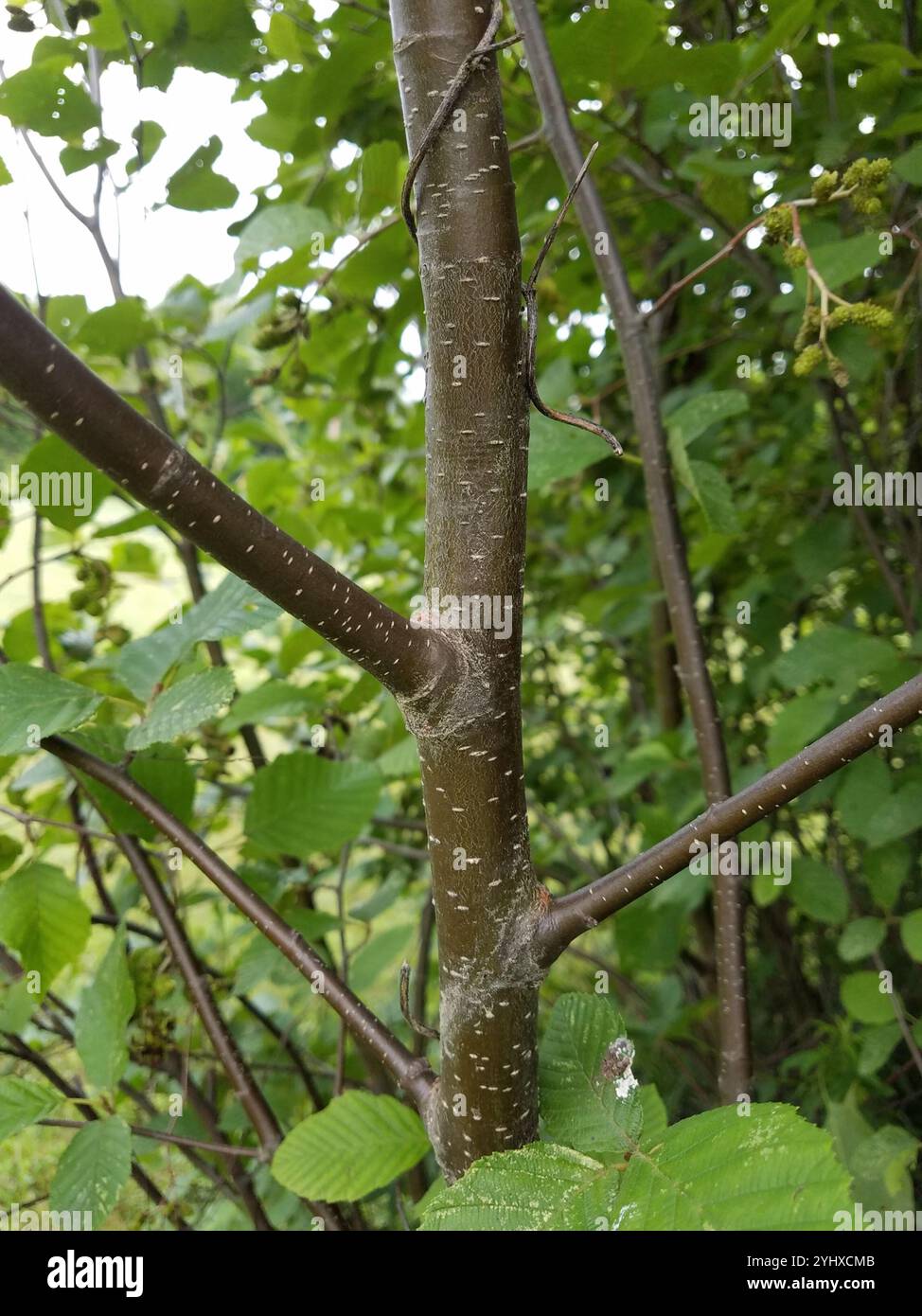 grey alder (Alnus incana Stock Photo - Alamy