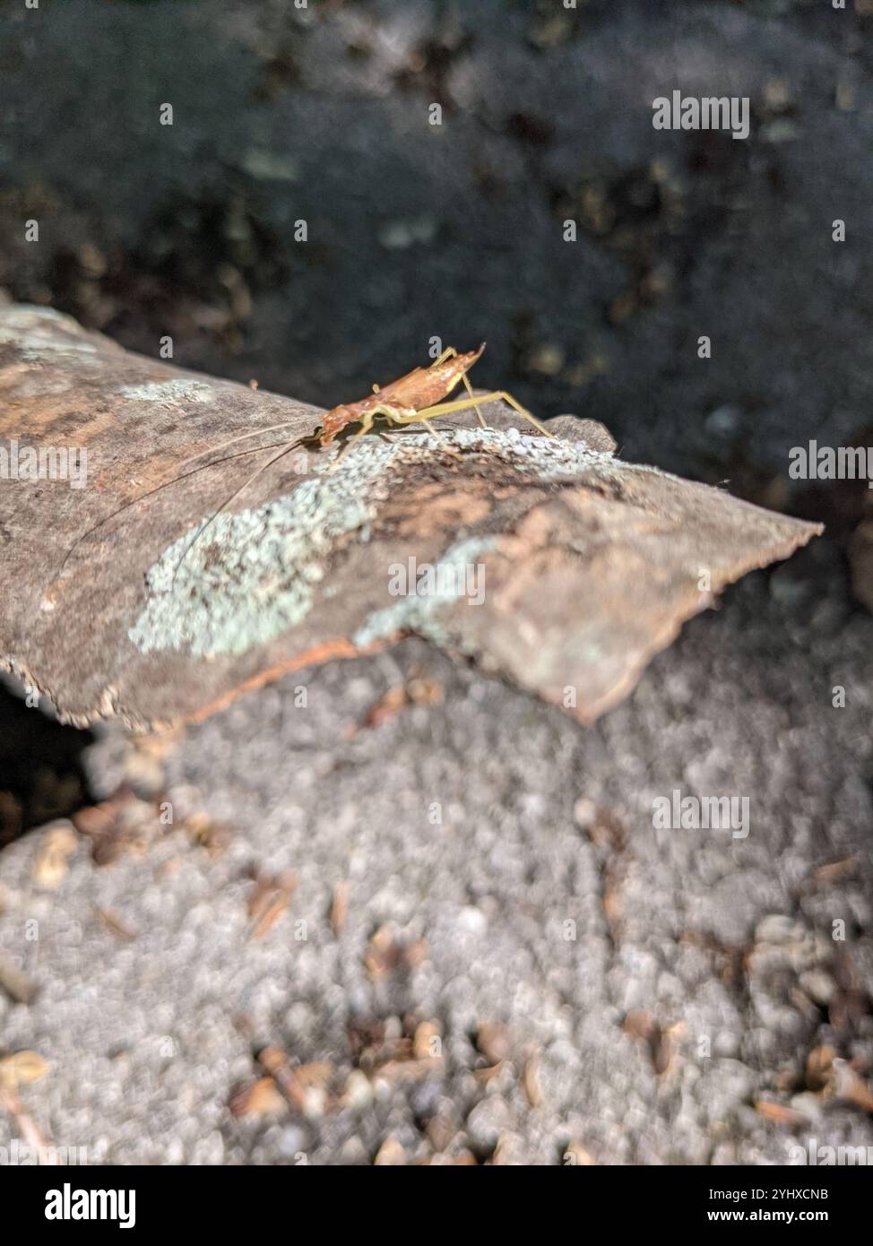 Two-spotted Tree Cricket (Neoxabea bipunctata Stock Photo - Alamy