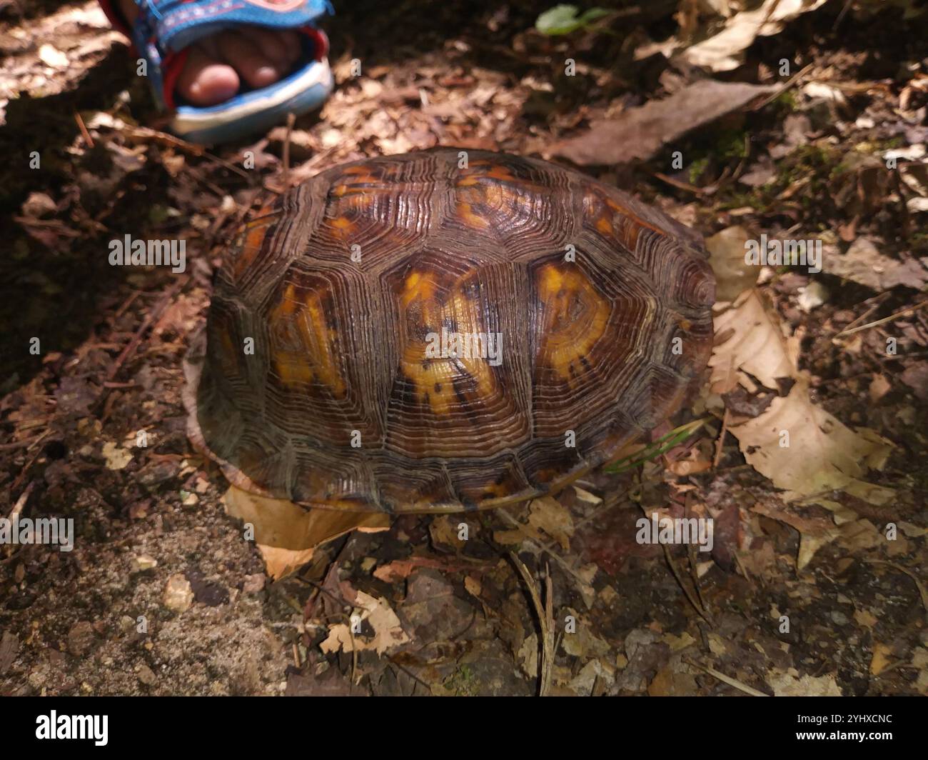 Eastern Box Turtle (Terrapene carolina carolina Stock Photo - Alamy