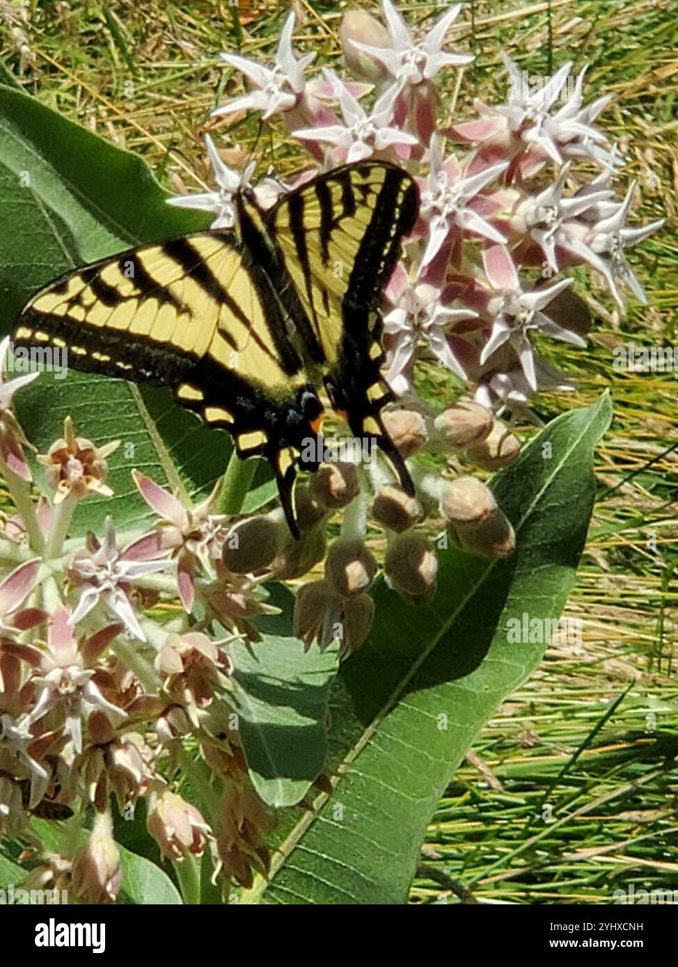 Western Tiger Swallowtail (Papilio rutulus Stock Photo - Alamy