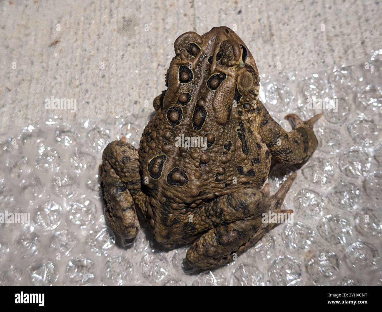 American Toad (Anaxyrus americanus Stock Photo - Alamy