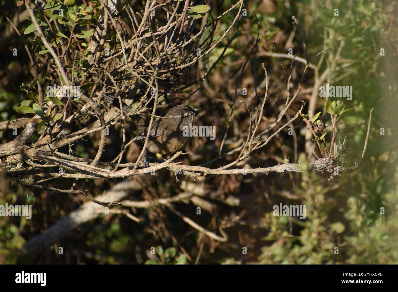Wrentit (Chamaea fasciata Stock Photo - Alamy