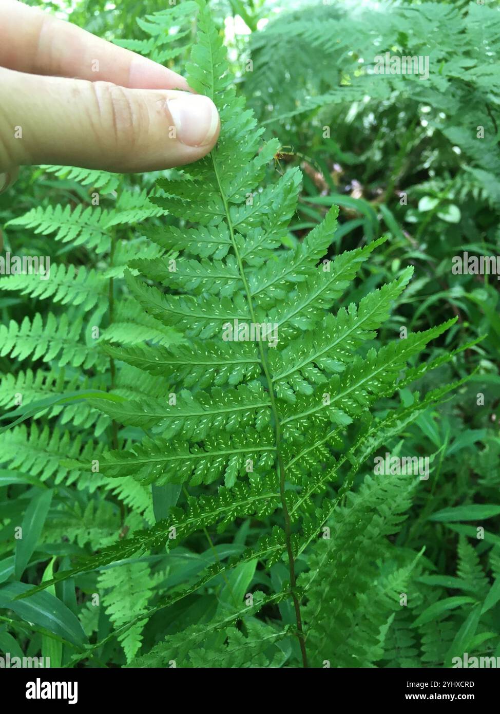 southern lady fern (Athyrium asplenioides Stock Photo - Alamy
