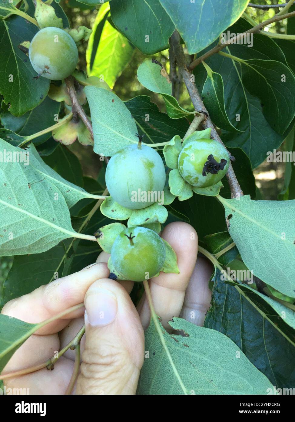 American persimmon (Diospyros virginiana Stock Photo - Alamy