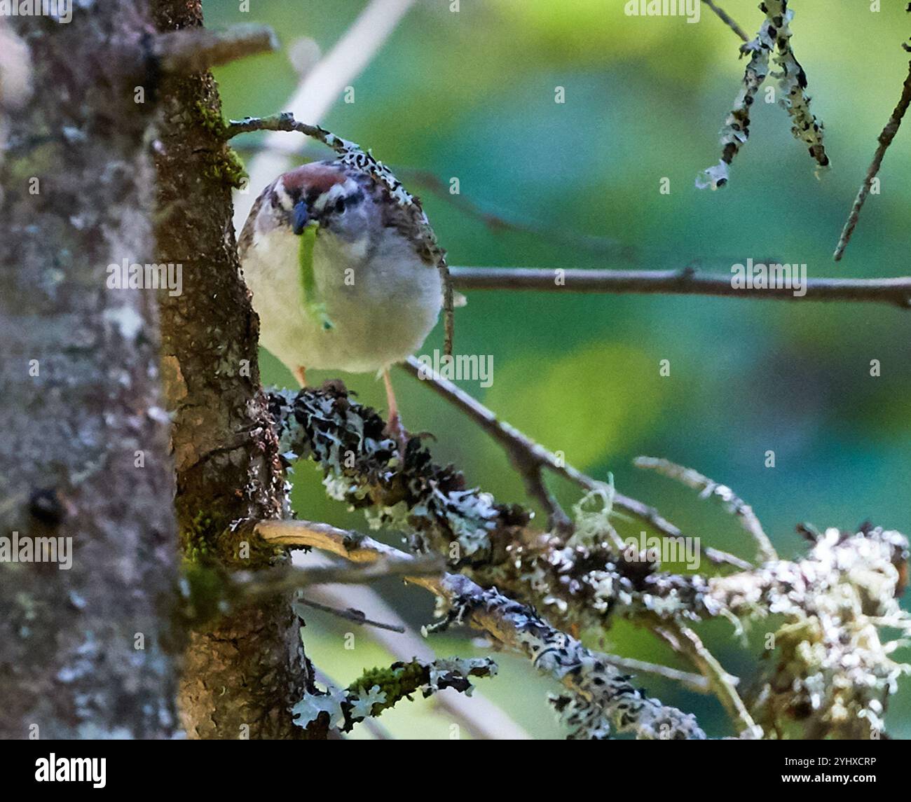 Chipping Sparrow (Spizella passerina Stock Photo - Alamy