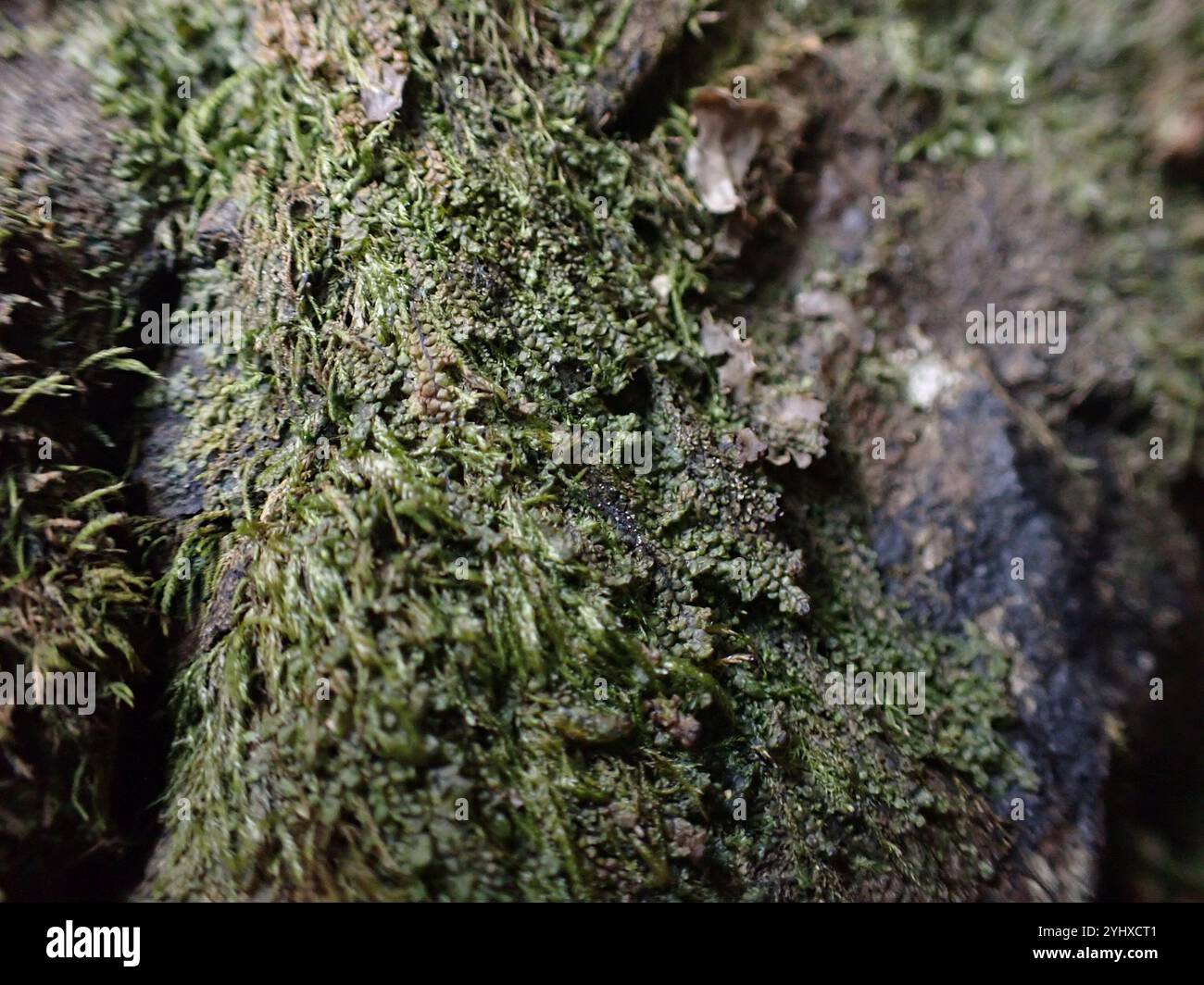 (Radula obtusiloba polyclada Stock Photo - Alamy