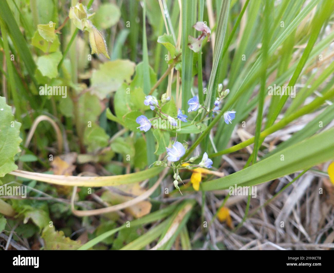 American brooklime (Veronica americana Stock Photo - Alamy
