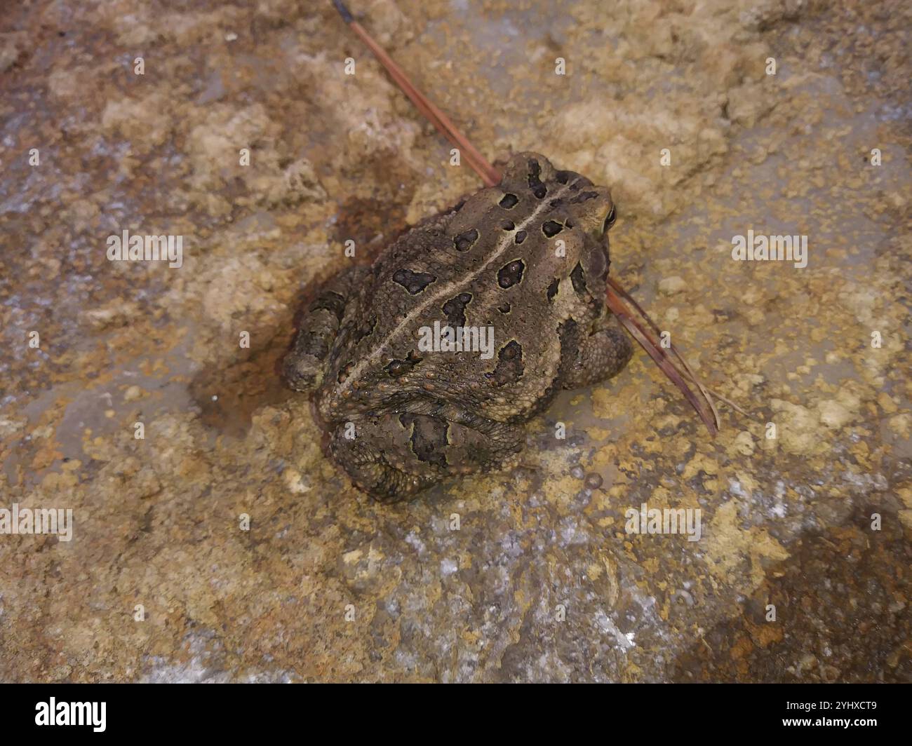 Fowler's Toad (Anaxyrus fowleri Stock Photo - Alamy