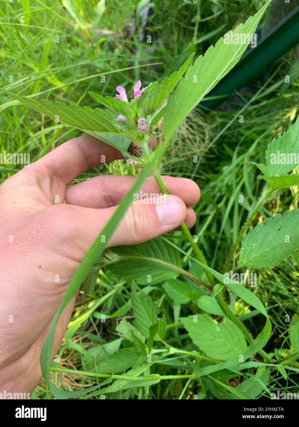 Common hemp-nettle (Galeopsis tetrahit Stock Photo - Alamy