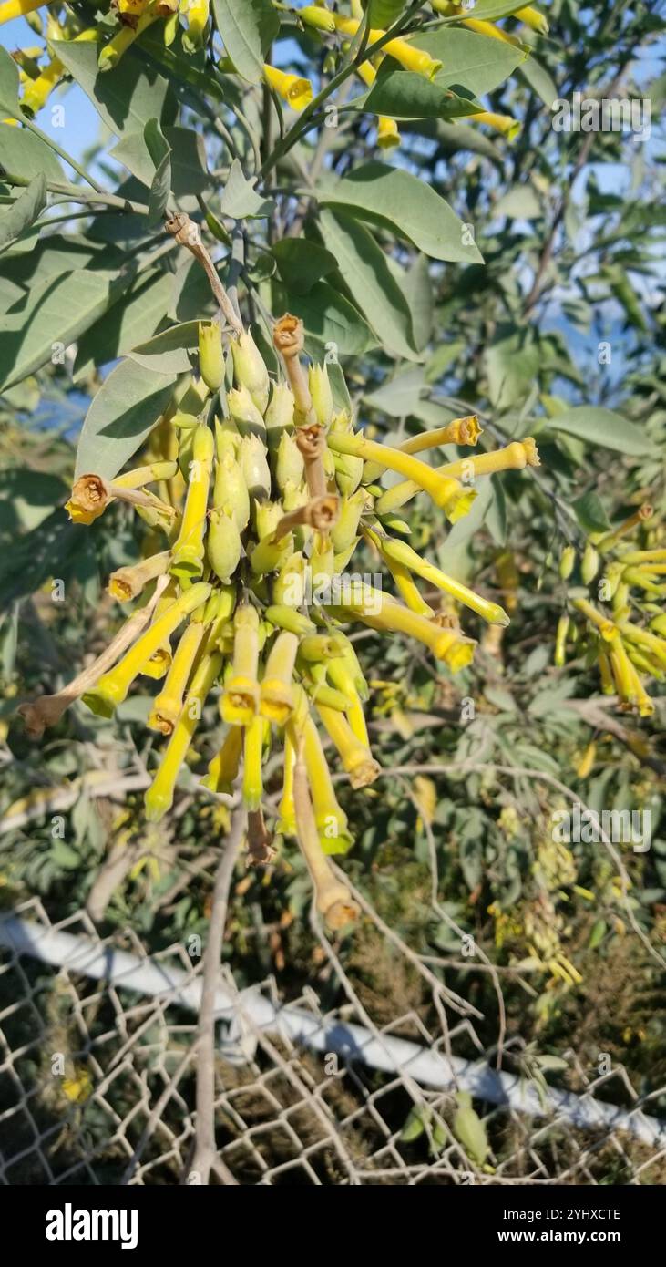 tree tobacco (Nicotiana glauca Stock Photo - Alamy