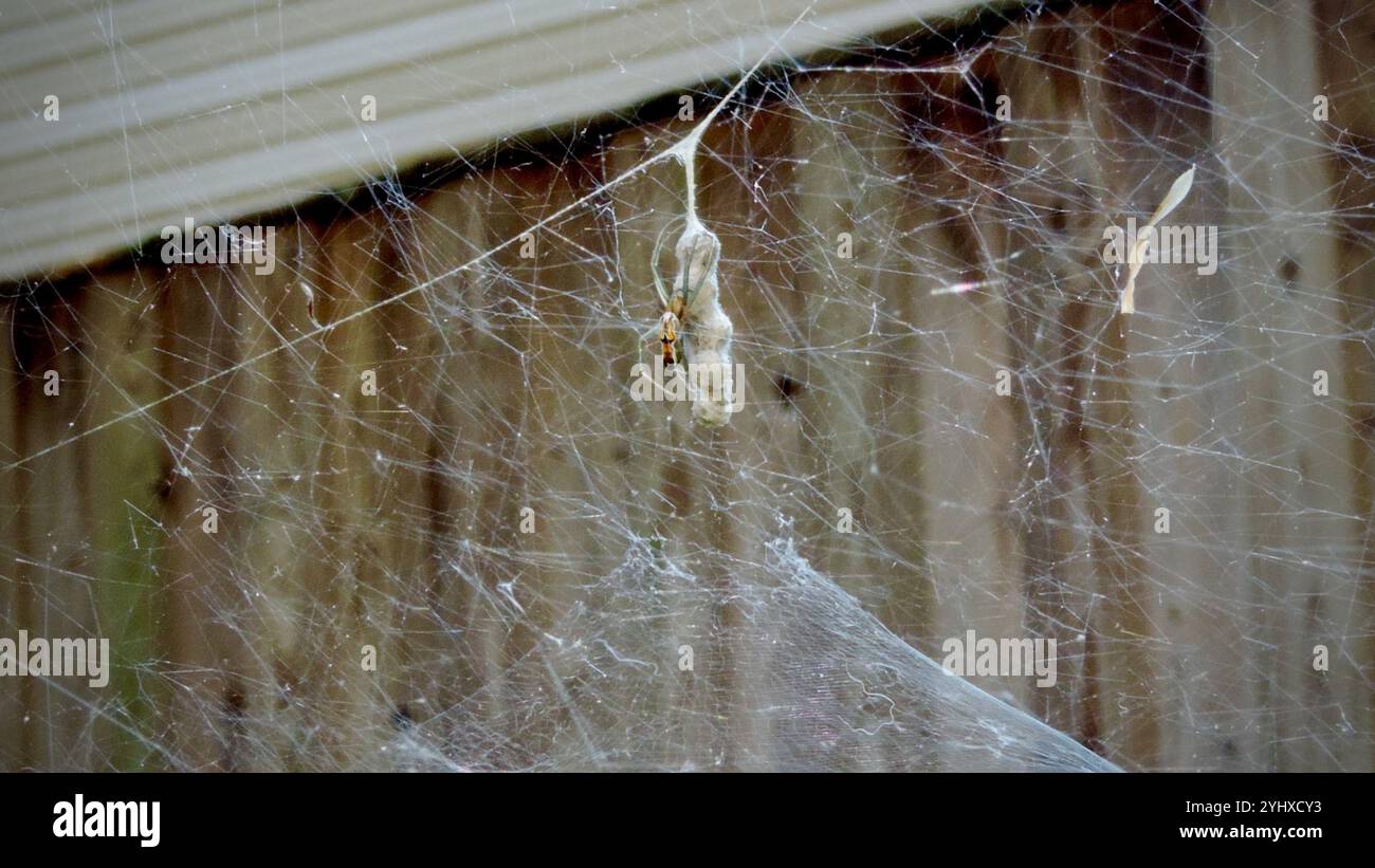 Basilica Orbweaver (Mecynogea lemniscata Stock Photo - Alamy