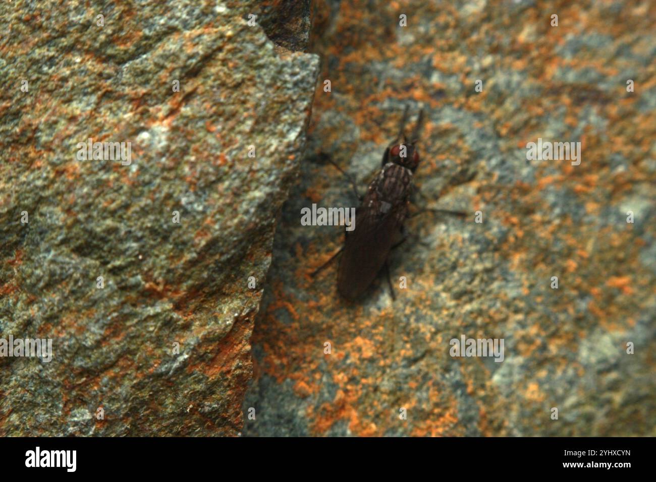 Seaweed Flies (Fucellia Stock Photo - Alamy