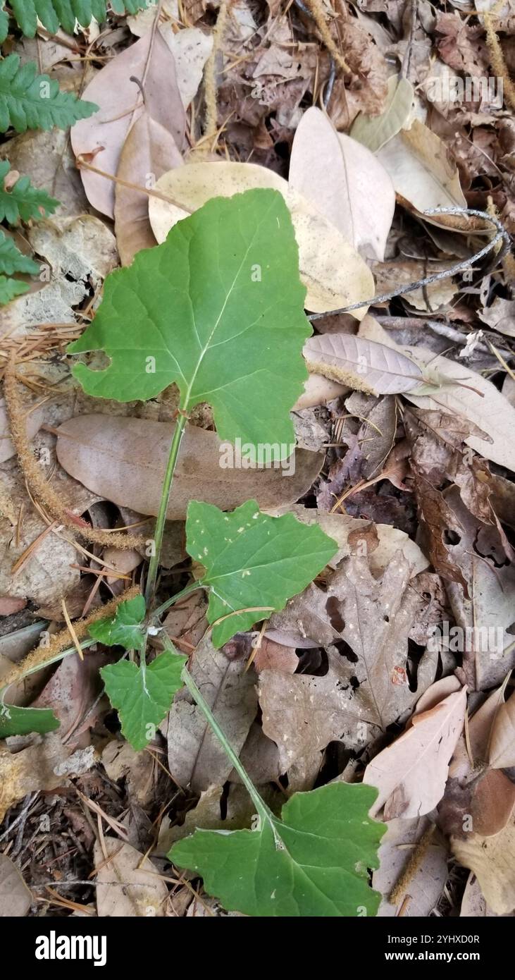 Trailplant hi-res stock photography and images - Alamy