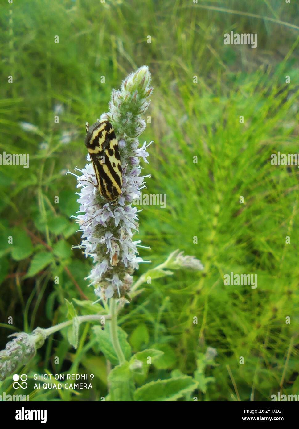 Spotted Sulphur (Acontia trabealis Stock Photo - Alamy