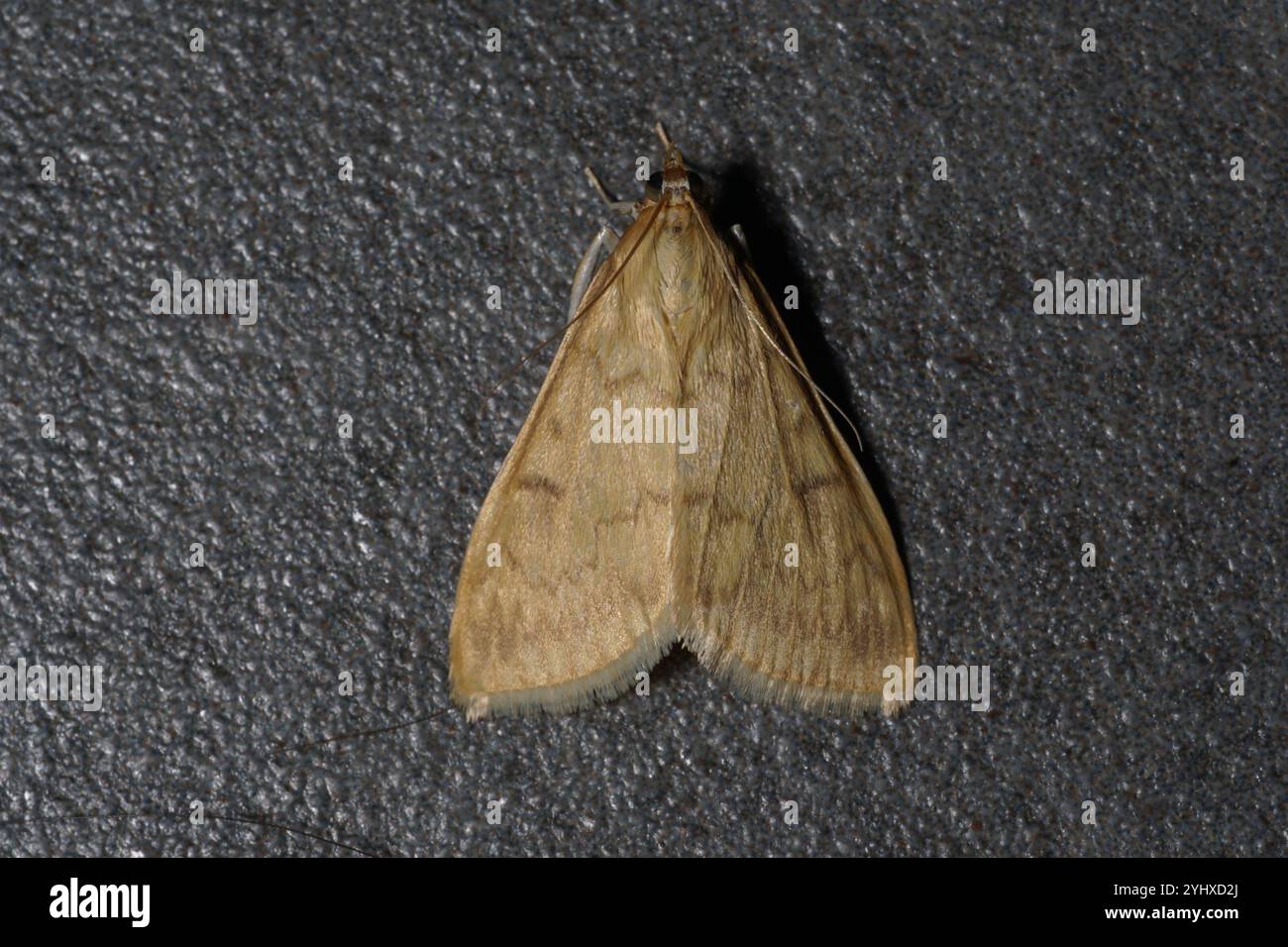 European Corn Borer Moth (Ostrinia nubilalis Stock Photo - Alamy