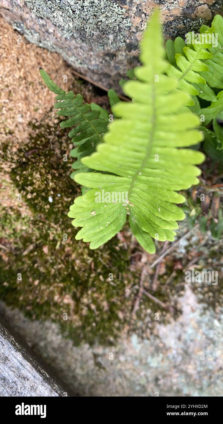 rock polypody (Polypodium virginianum Stock Photo - Alamy