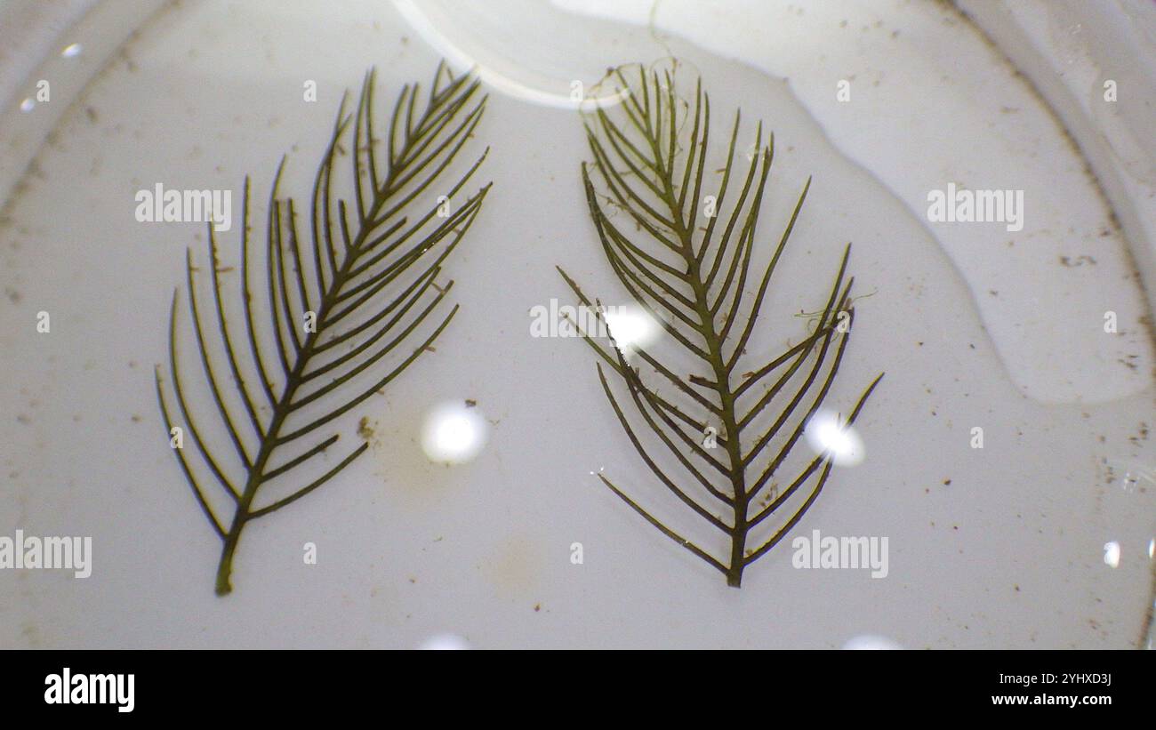 Eurasian water-milfoil (Myriophyllum spicatum Stock Photo - Alamy