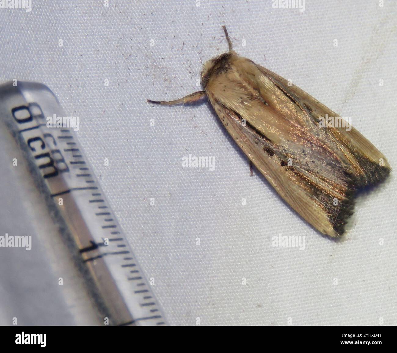 Cutworms and Dart Moths (Noctuinae Stock Photo - Alamy