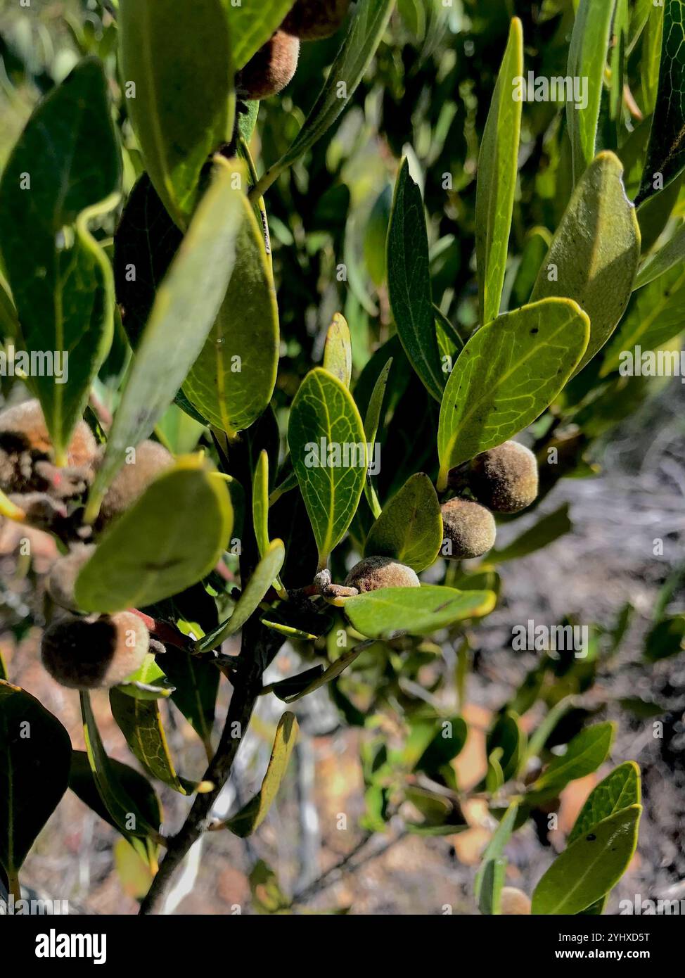 Polyandra hi-res stock photography and images - Alamy