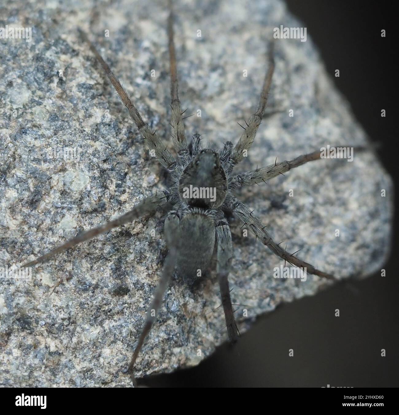 Thin-legged Wolf Spiders (Pardosa Stock Photo - Alamy
