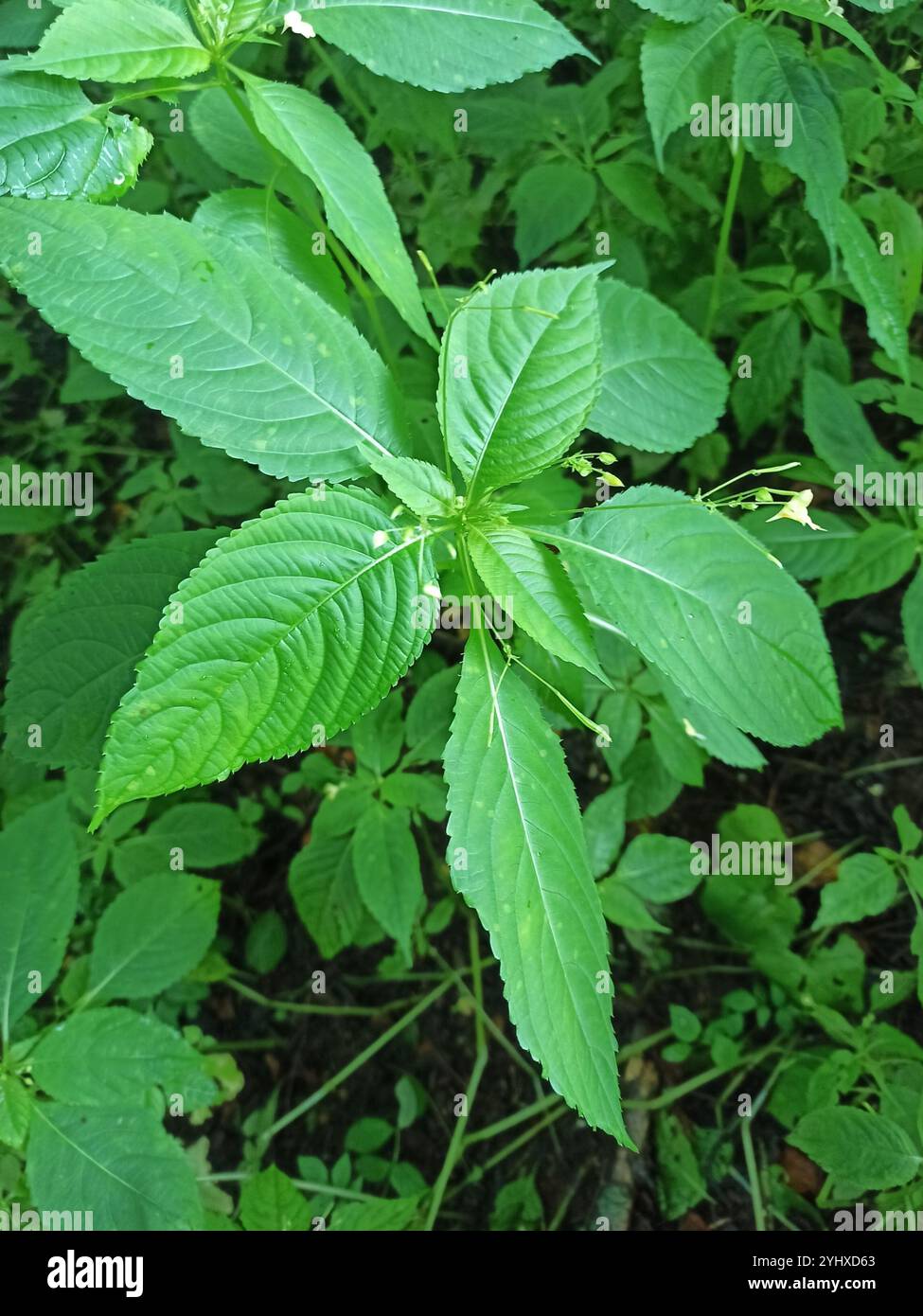 small balsam (Impatiens parviflora Stock Photo - Alamy