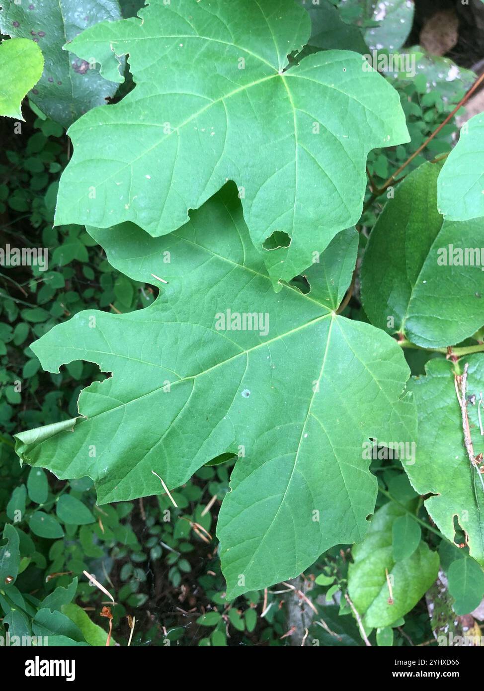 bigleaf maple (Acer macrophyllum Stock Photo - Alamy